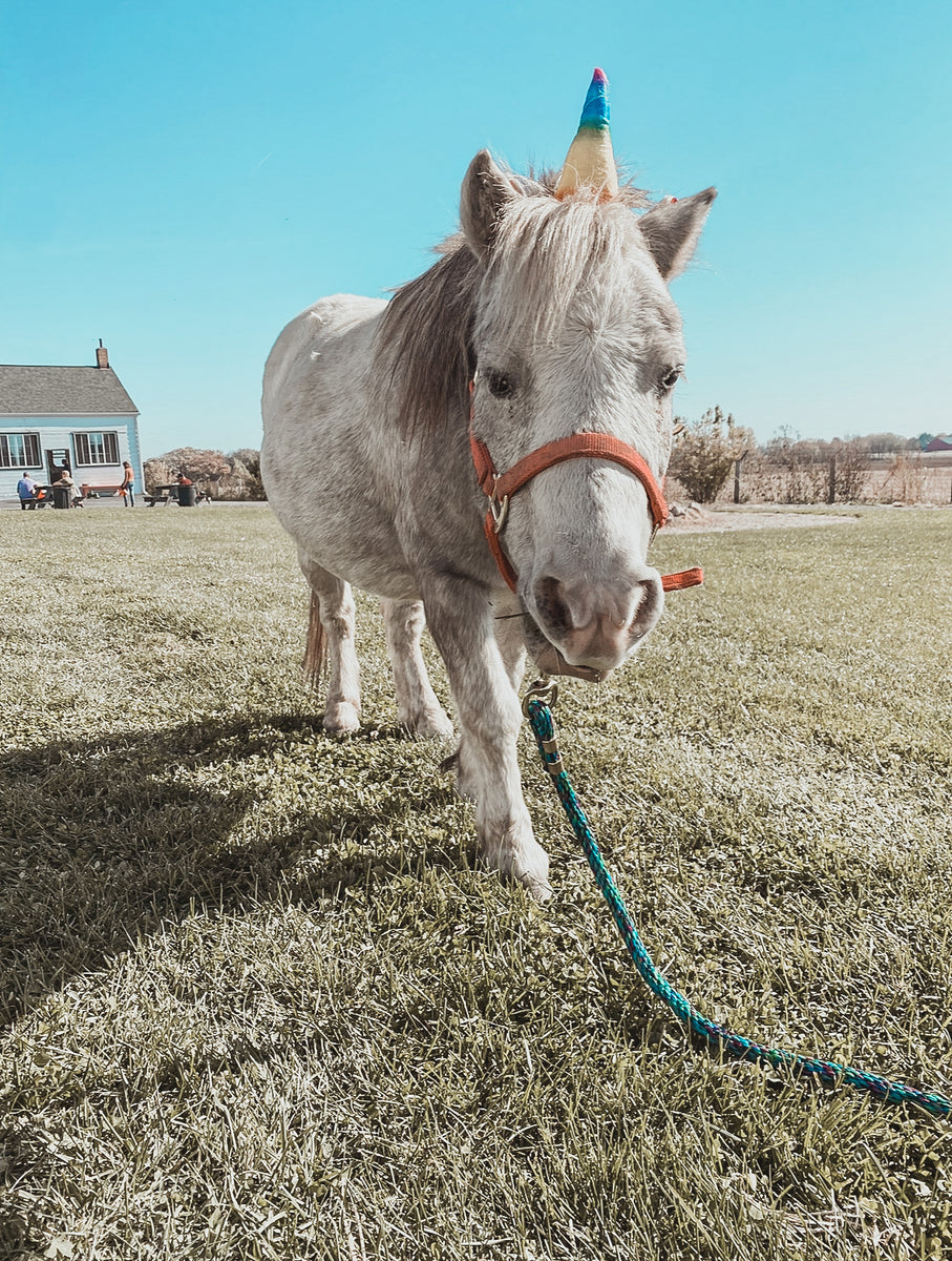 Pony Sponsorship – Kamins Farm Sanctuary