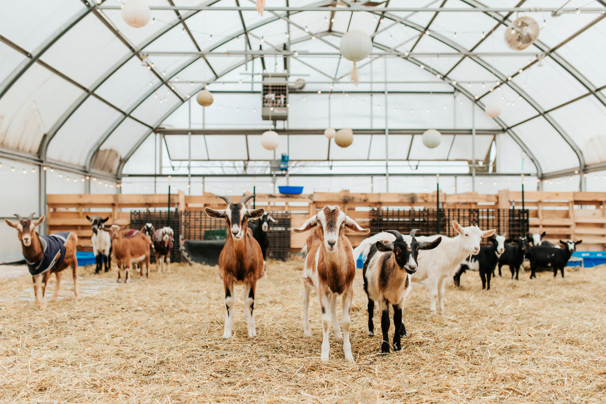 Kamins Farm Sanctuary